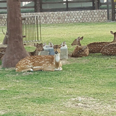Zoological Park Qatar