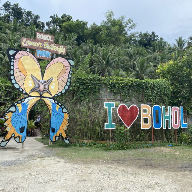Butterfly and python sanctuary- a mini zoo | Trip.com Bohol Island