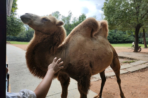 SOoo Many animals up close 🙉🦓 Hangzhou | Trip.com Hangzhou