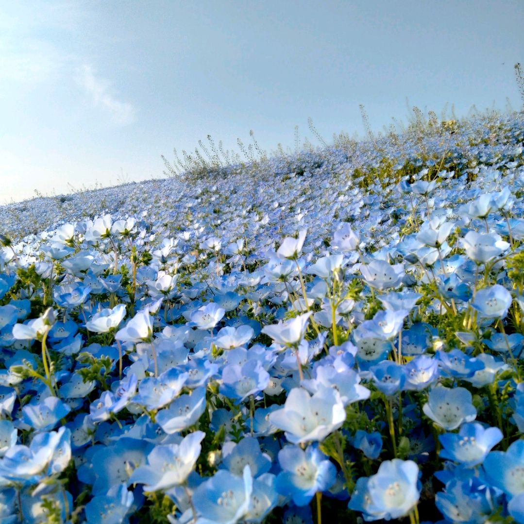 Hitachinaka-shi 2023 Top Things to Do - Hitachinaka-shi Travel Guides ...