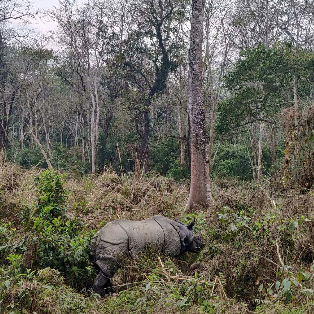 Chitwan Travel Guide 2024 - Things to Do, What To Eat & Tips | Trip.com