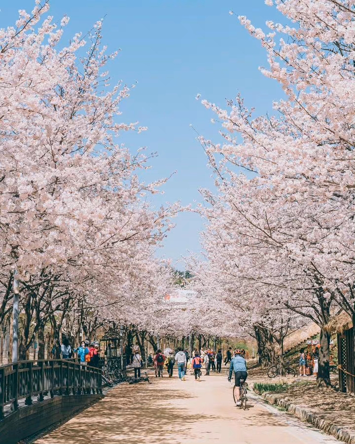 Jinhae-gu Travel Guide 2024 - Things to Do, What To Eat & Tips | Trip.com