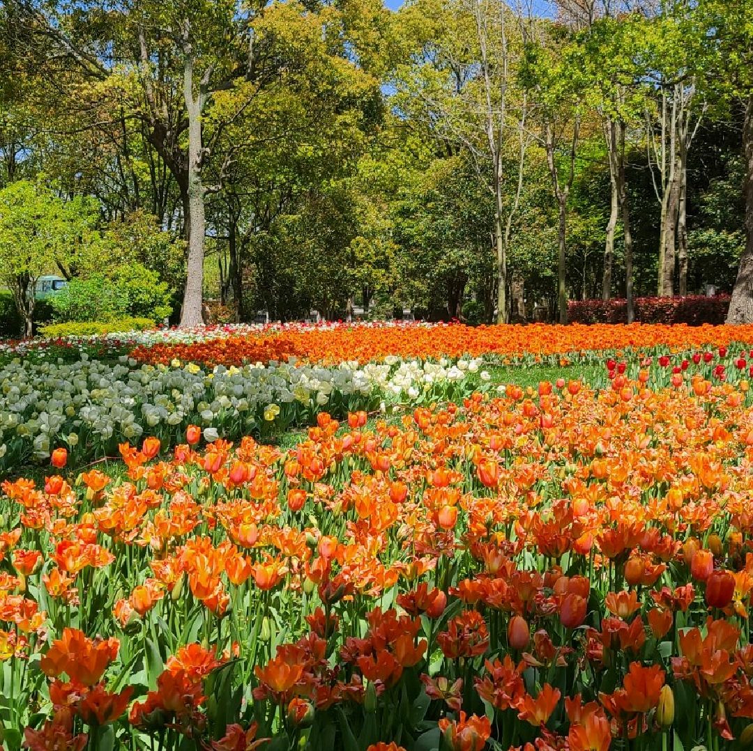 Shanghai Flower Port Tulips | Best Flower Site