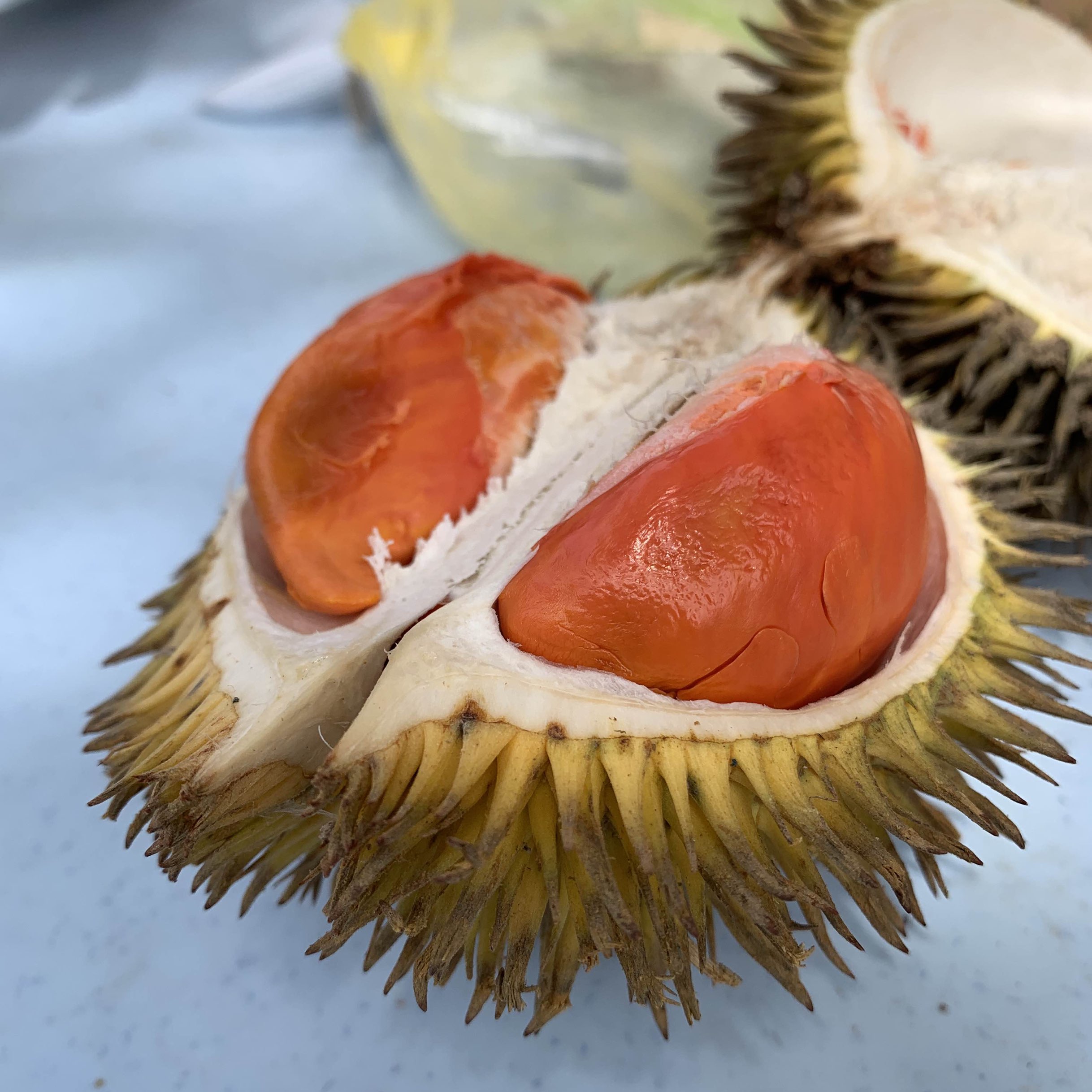 Red Durian