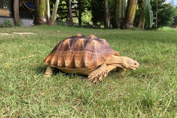 Batalang Bato, Batangas | Trip.com Batangas