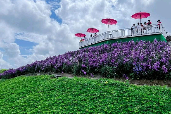 Hydrangea Cafe🌸 | Trip.com อำเภอ เขาค้อ