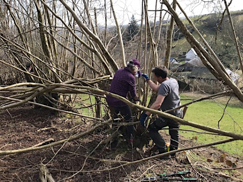 Single day Hedge-laying and Coppicing Course, Lloyney, near Knighton ...