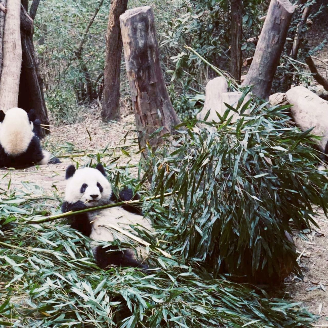 Biggest Panda In The World