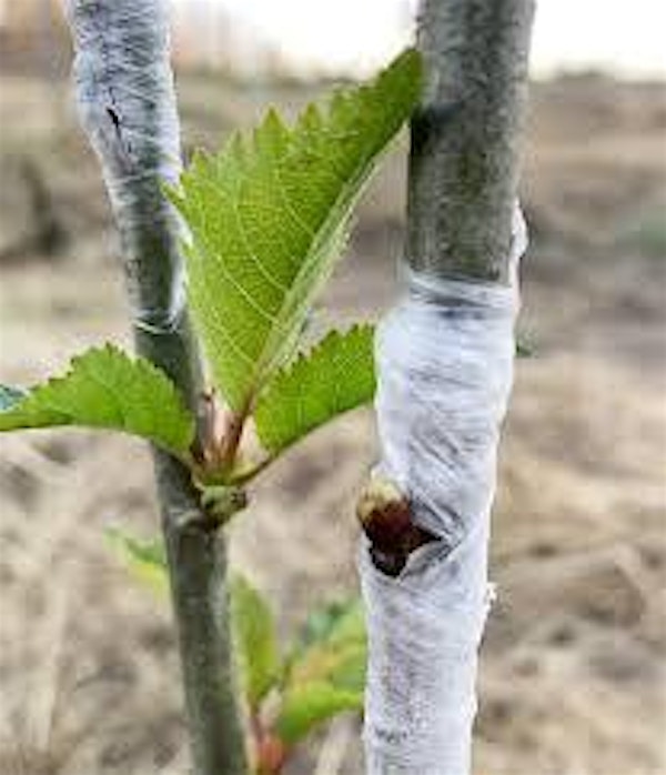 Tree Grafting Skills for Beginners and Aspiring Orchardists | Dark ...