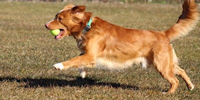 AKC Fetch Test at Bucks/Trenton Kennel Club Dog Show | Mercer County ...