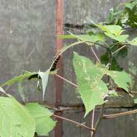 Butterfly and python sanctuary- a mini zoo | Trip.com Bohol Island