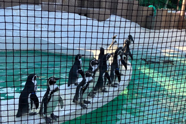 Osaka zoo. lots of animals to | Trip.com Osaka