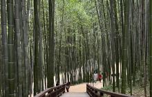 Amazing trip to bamboo forest in autumn | Trip.com Quezon City Travelogues