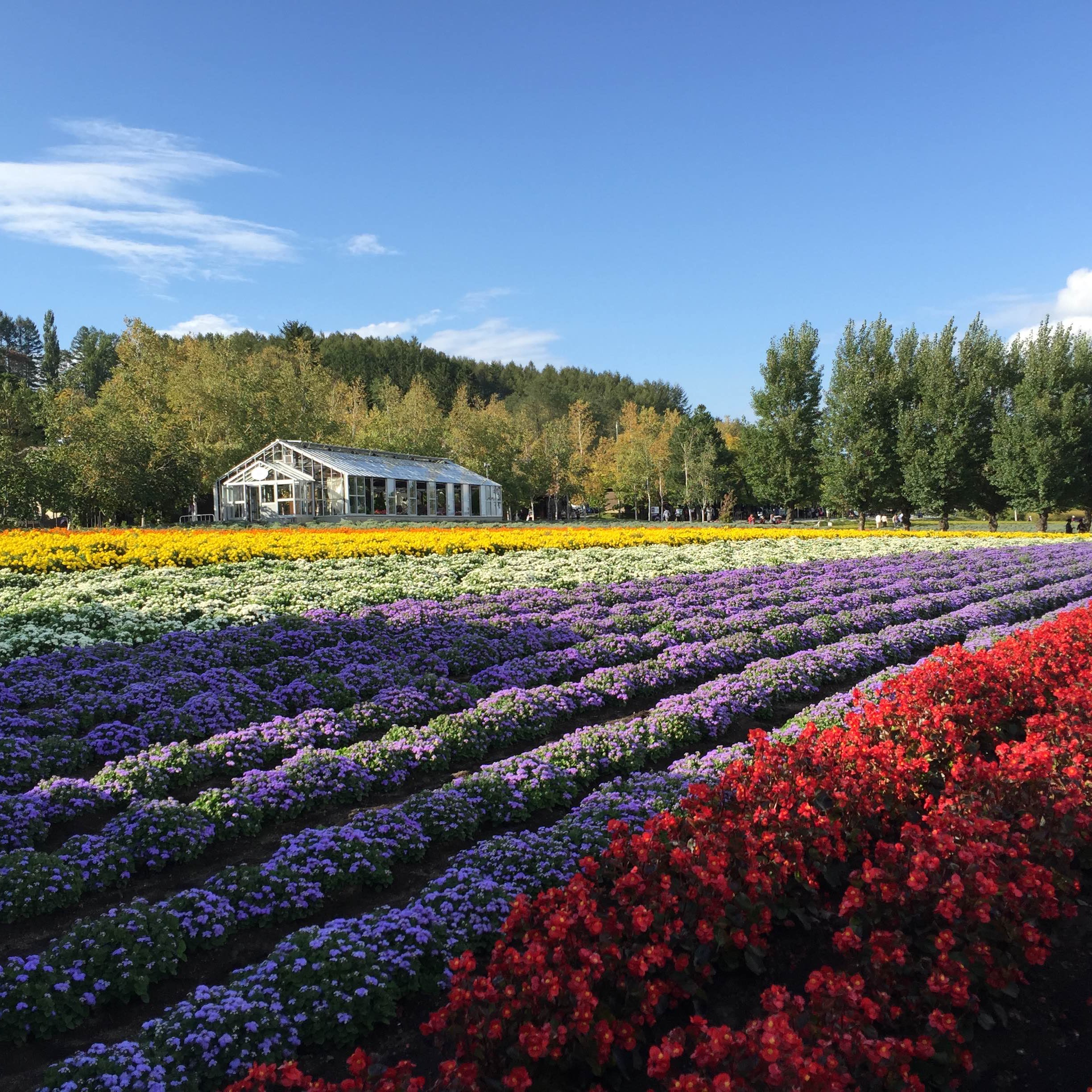 Furano Travel Guide 2024 - Things to Do, What To Eat & Tips | Trip.com