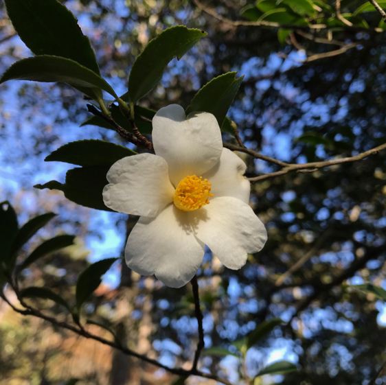 Botanical Garden, Lushan Mountain | Trip.com Lushan Travelogues