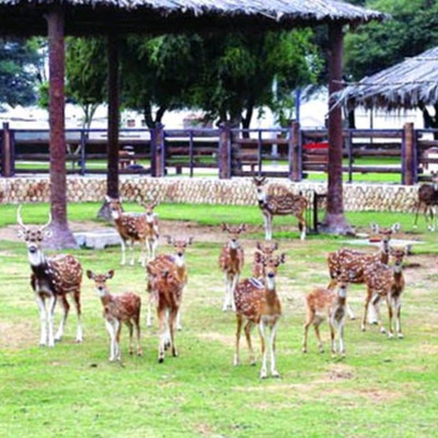 Zoological Park Qatar