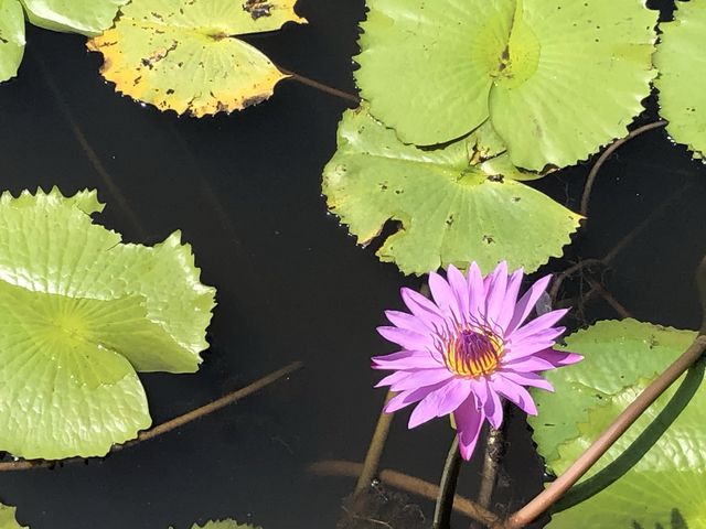 Enjoy colorful lotus blooming!! 🌷🌷🌷 | Trip.com