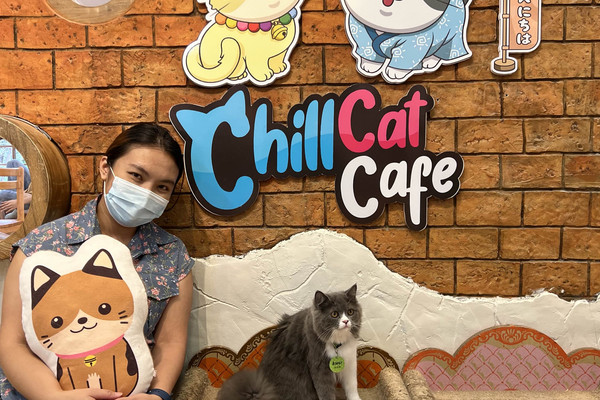 Chill cat cafe คาเฟ่แมวนครปฐม!!📌 🐱 | Trip.com ตำบล ศาลายา
