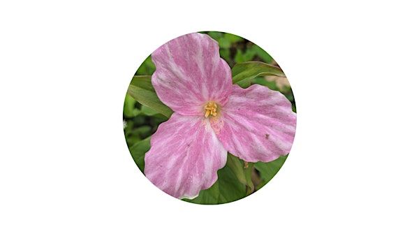 Wildflower Walk at the Thompson Wildlife Management Area | Trillium ...