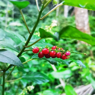 What Is Dog Blood Bush Good For