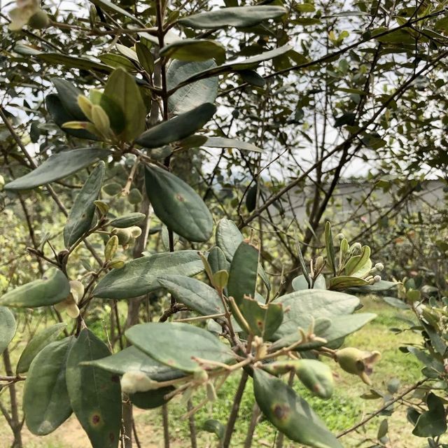 Sim Wine Factory Tour - Phu Quoc, Vietnam | Trip.com Phu Quoc Island