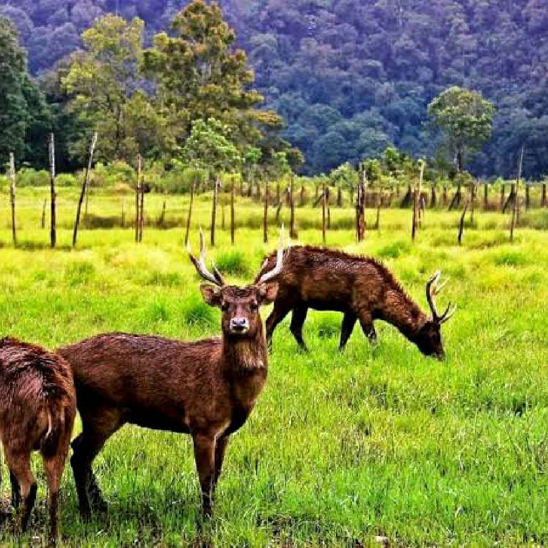 Ciwidey Travel Guide 2023 - Things to Do, What To Eat & Tips | Trip.com