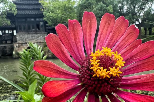 Flower spotting in Hanxiang Water Garden 🪴 | Trip.com Shanghai