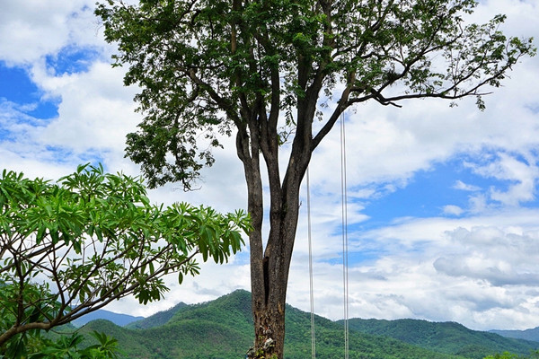 Thailand | For this big tree, I will go to Pai County again. | Trip.com Pai