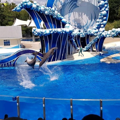 Seaworld Dolphin Show