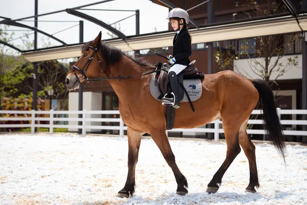 Equestrian Joy 티켓 할인, 운영 시간, 후기 [2025년] | Trip.com