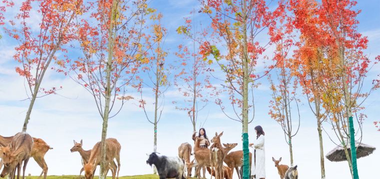 Things to Do in Shuangliu District in 2025 - Top Attractions, Local ...