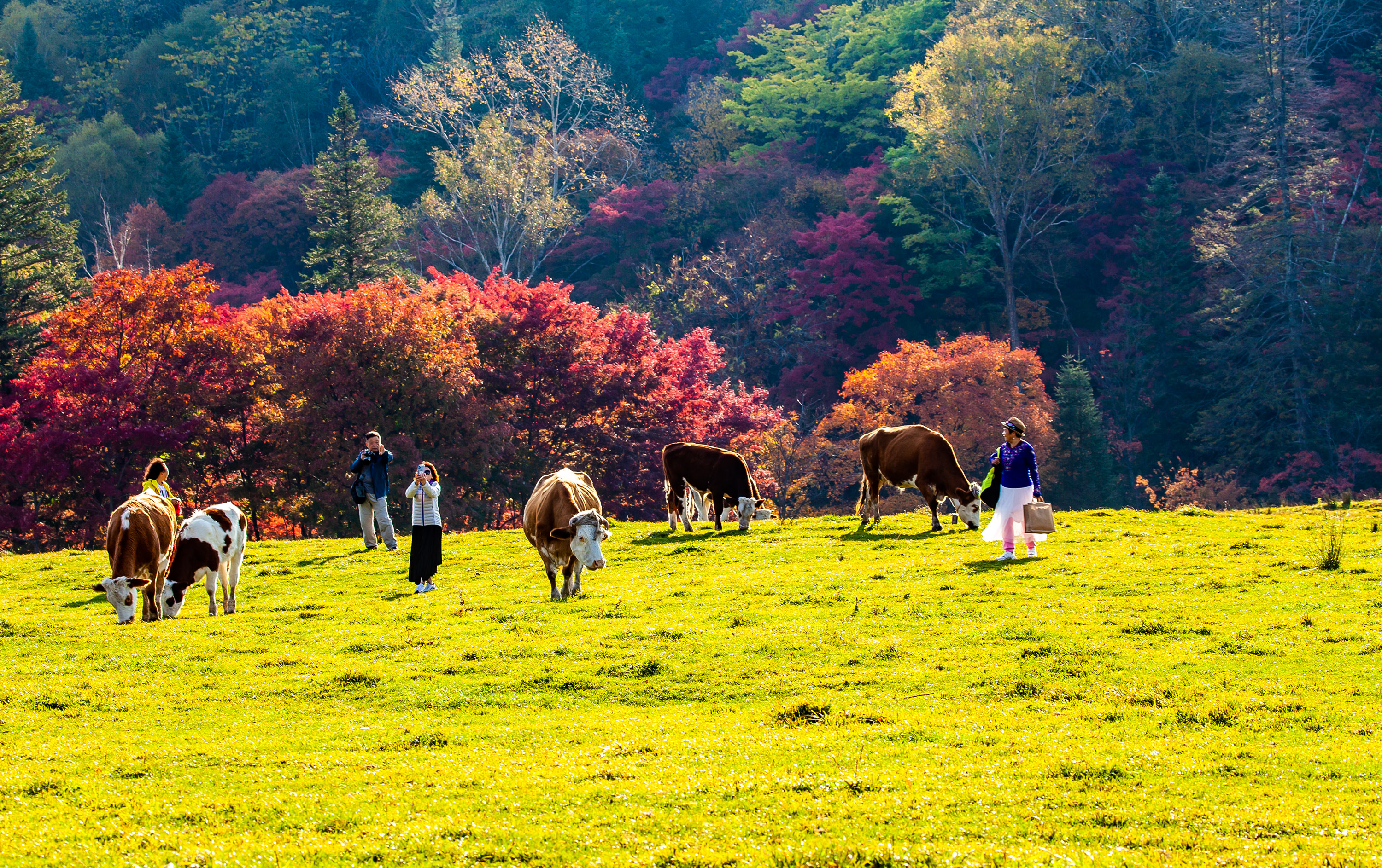 Chambres d'hôtes à Linjiang | Trip.com