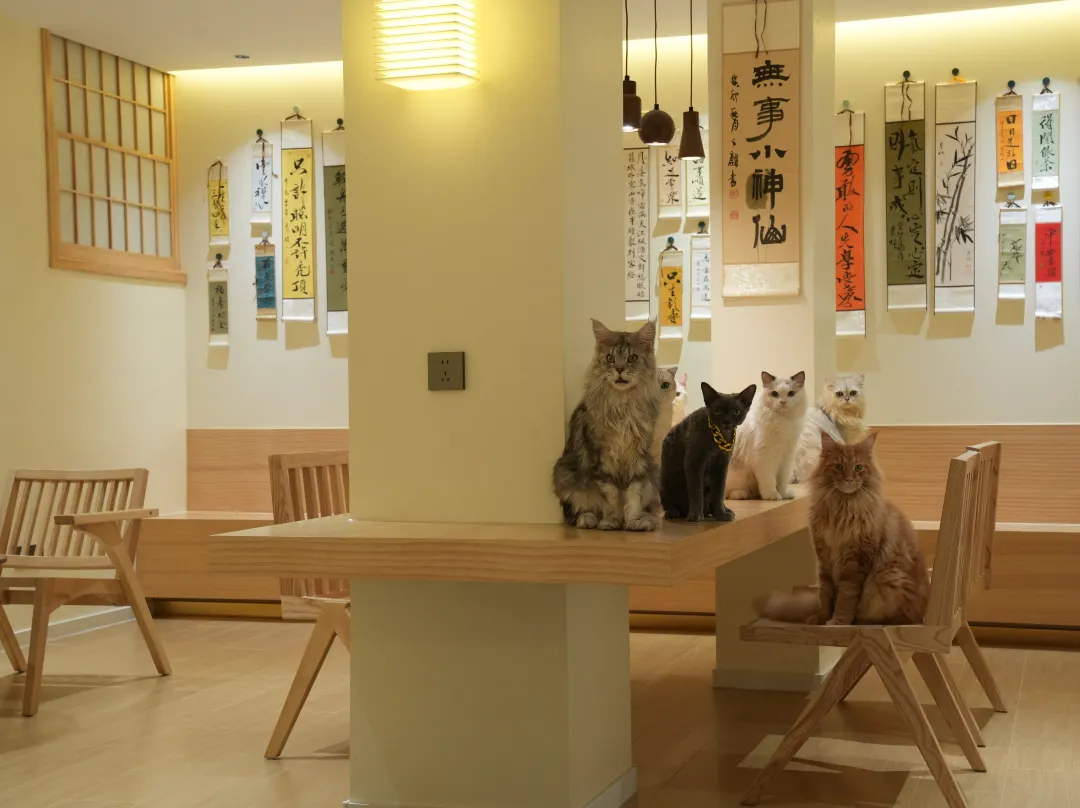 Cat·twelve Cat Café & Guesthouse - Suzhou