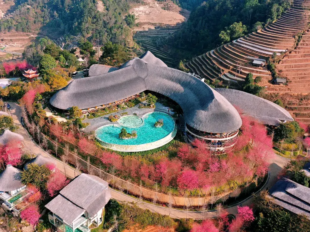 Garrya Mu Cang Chai - Tỉnh Sơn La