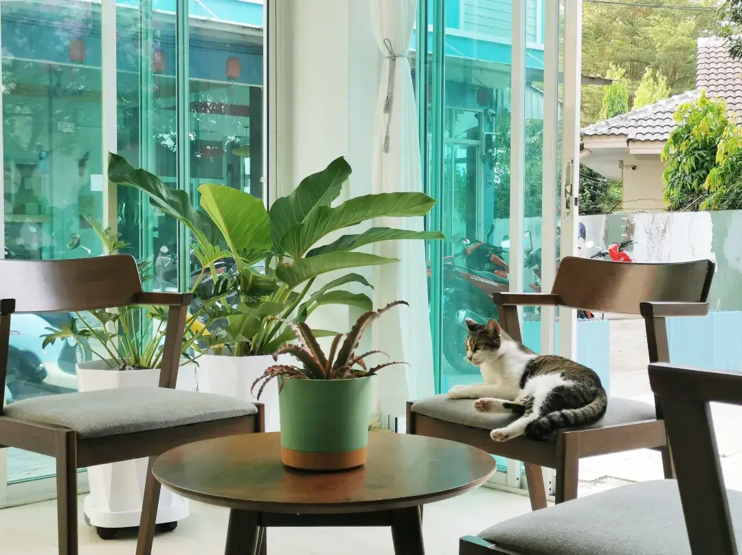 Forest Island Hotel - Patong Beach