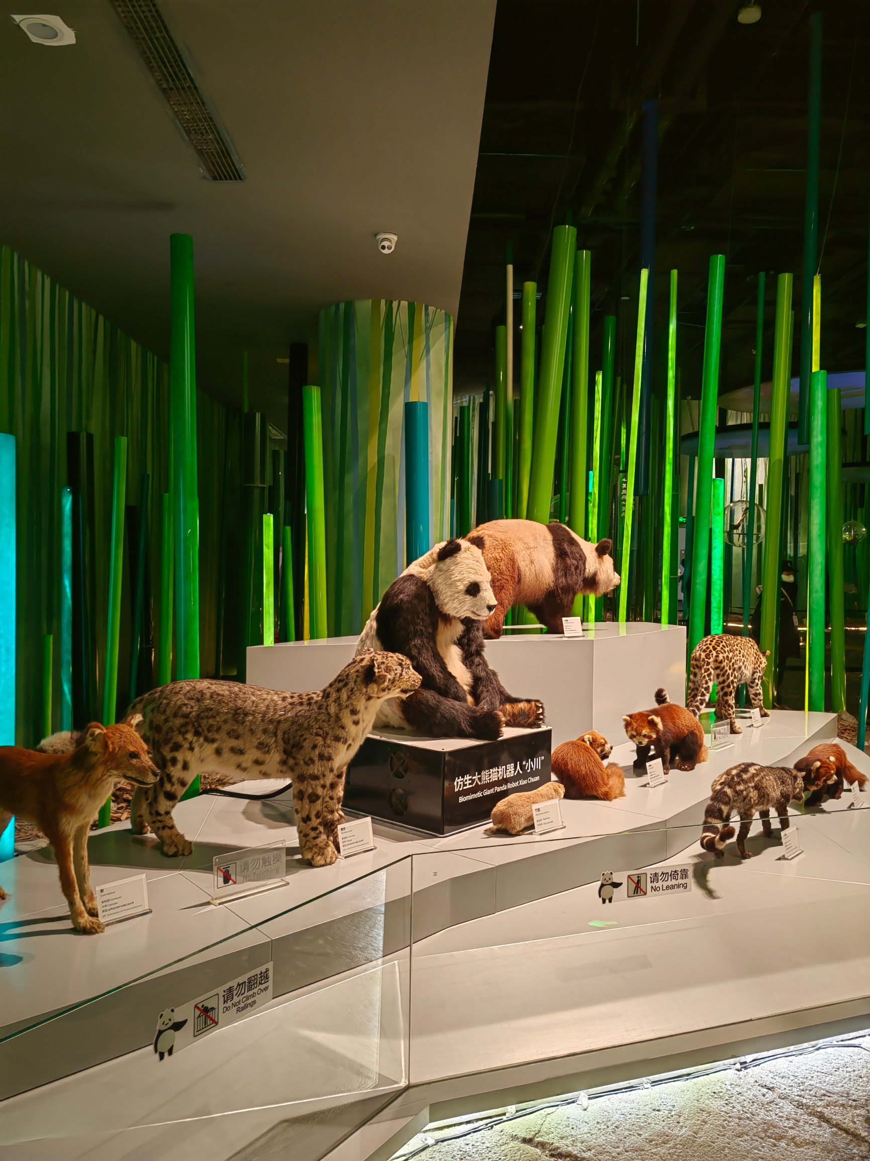 【最新】Chengdu Research Base of Giant Panda Breeding - Sightseeing Bus ...