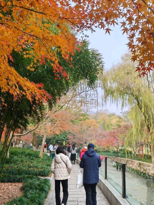 Misty Forest Path🍁 | Trip.com Hangzhou