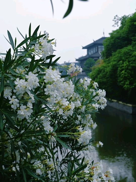 Fuzimiao — Where Qinhuai River Carries a Thousand Years of Light | Trip ...