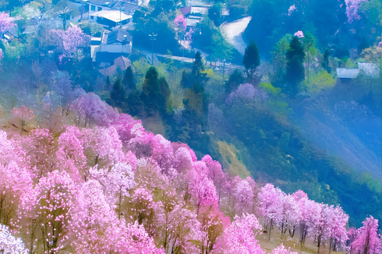 The Most Beautiful Pink Spring Around Chengdu | Magnolia Flowers at Jiu ...