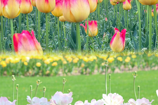 The tulips at Daning Park are really photogenic | Trip.com Shanghai