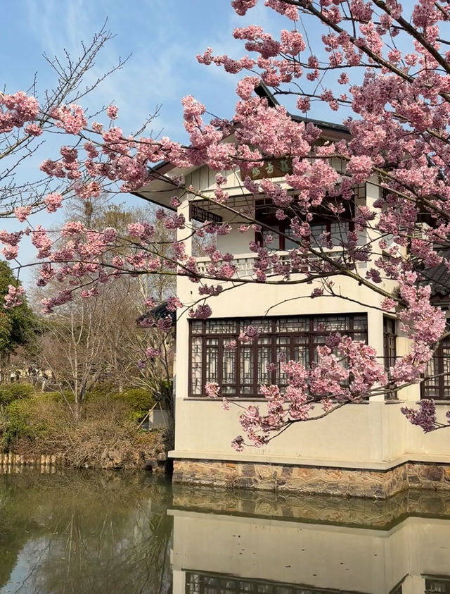 3.11 Live Footage of Early Cherry Blossom Crowds at Yuantouzhu, Wuxi ...