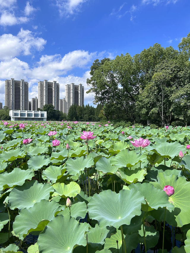 常州荷園的荷花開了，超適合拍古風的公園｜Trip.com 勐臘