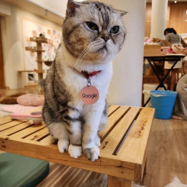 Chill cat cafe | Trip.com นครปฐม