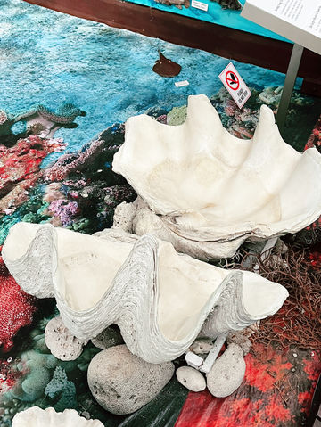 Ocean Wonders: Natural History Museum Kuching’s Marine Gallery | Trip ...