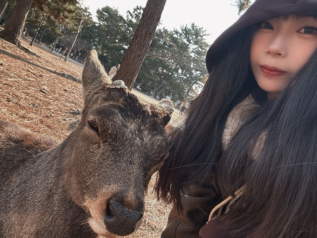 🦌 奈良車站一日遊｜Trip.com 奈良市