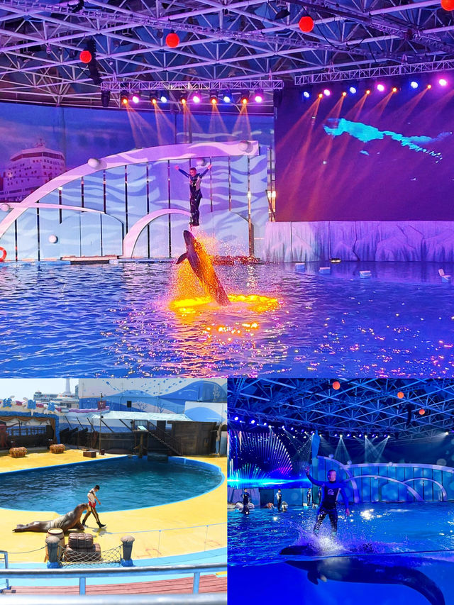 Qingdao Polar Ocean Park Guide! | Trip.com Qingdao