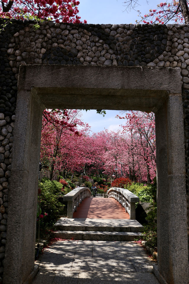 Dali Cherry Blossom Secret Spot Check-in Point | Trip.com Dali City