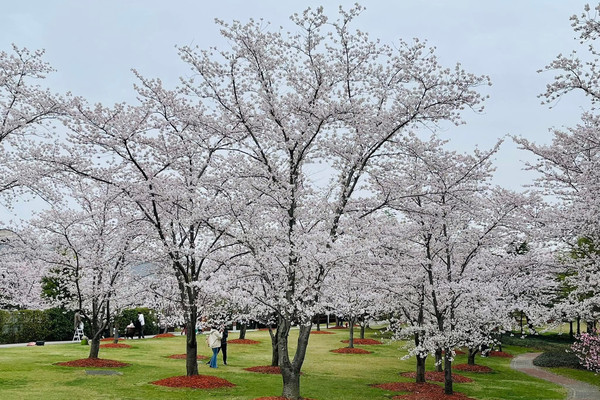 Gucun Park Cherry Blossoms Guide | Trip.com Shanghai