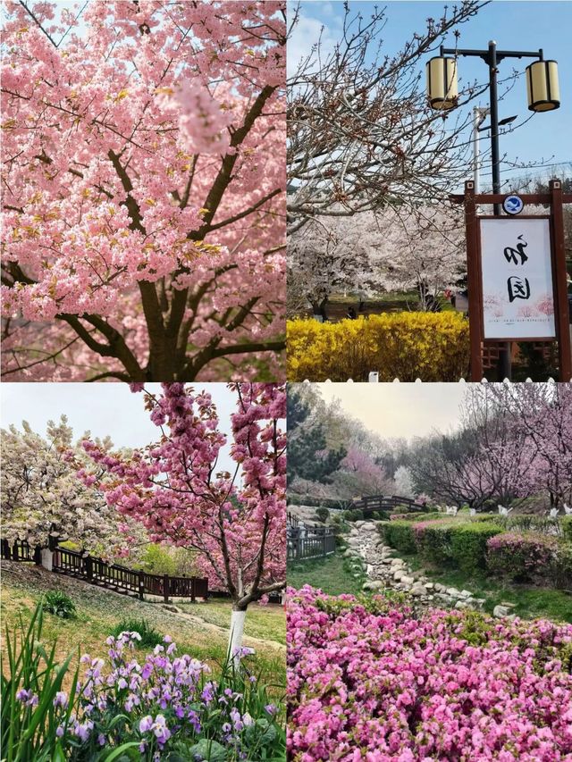 Enjoy the flowers in Dalian and stay at Kaiyuan Meiju – a romantic ...