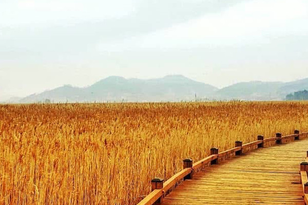 Suncheon Bay Wetland Reserve | Trip.com Suncheon-si